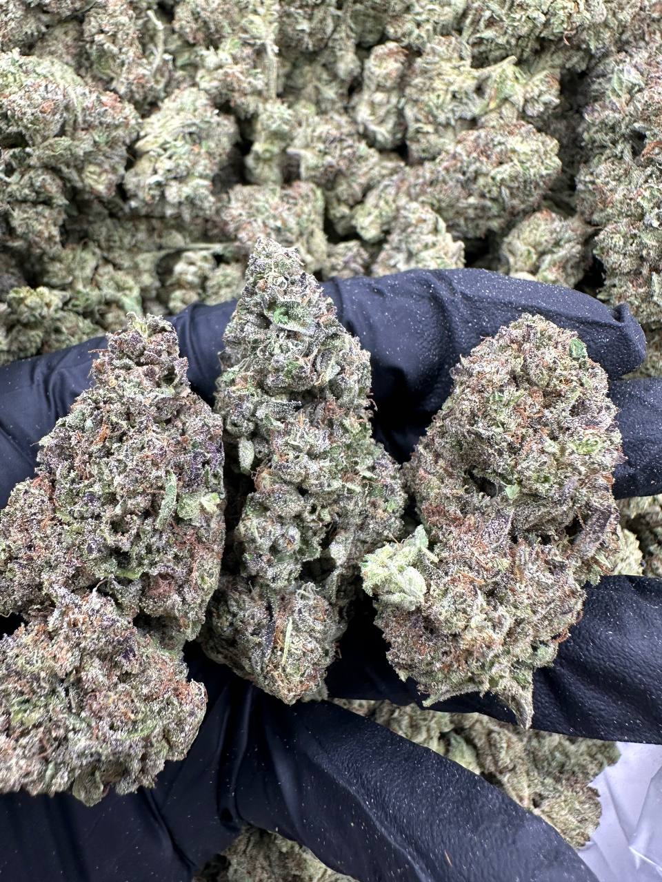 CANDY CREME - METRO DTLA